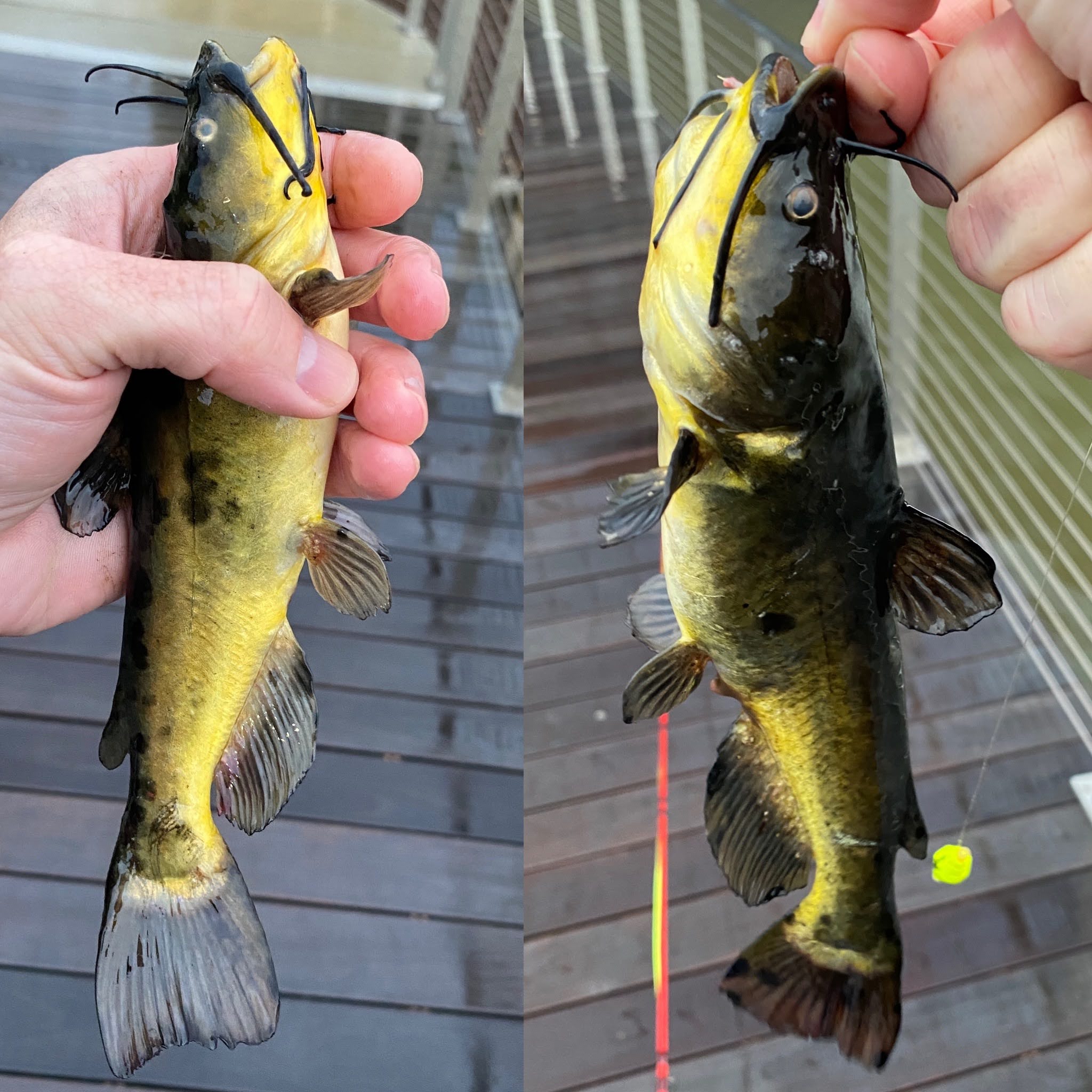 FishnDave: April 8, 2021 - Black Bullheads