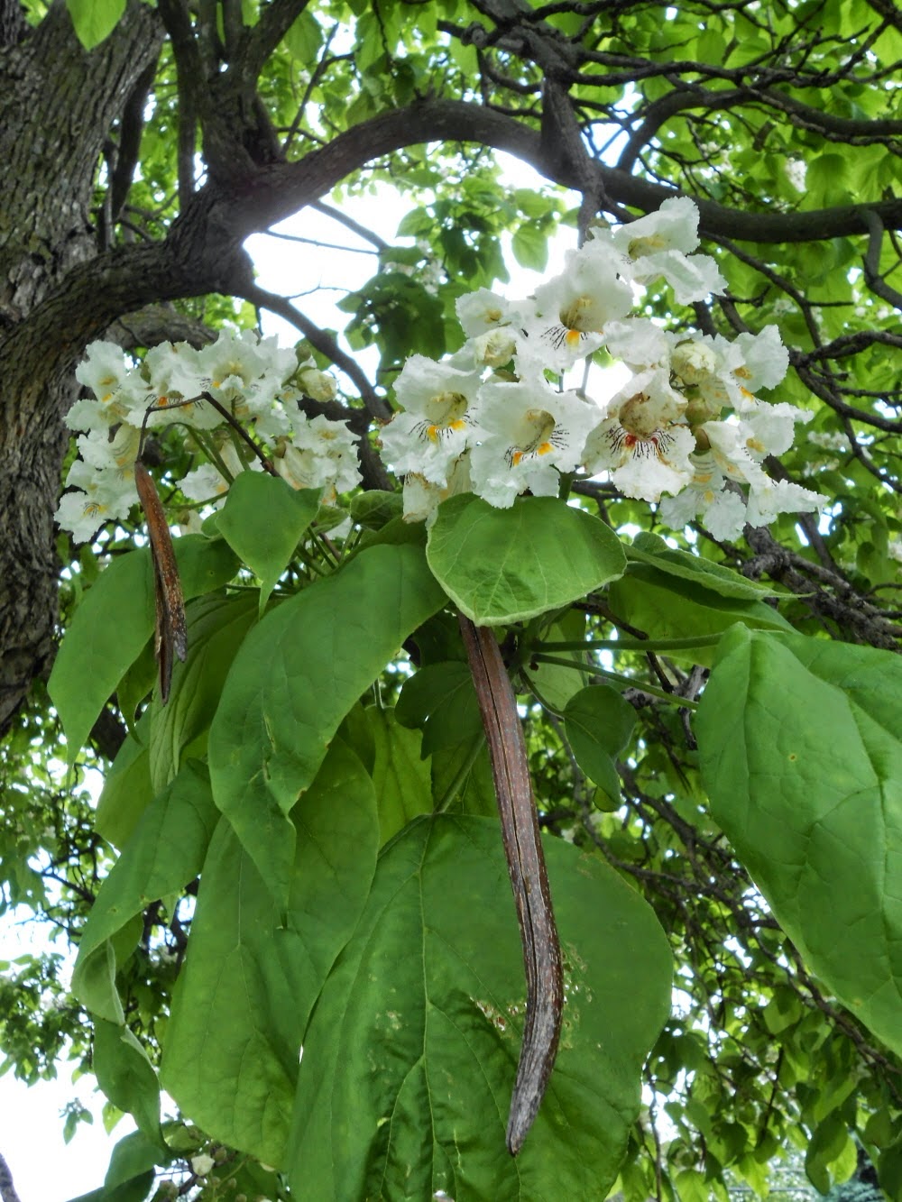 The Lucas Countyan: Catalpa: A little June in January