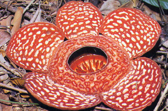 Rafflesia: Rafflesia: The Stinkiest Parasitic Queen