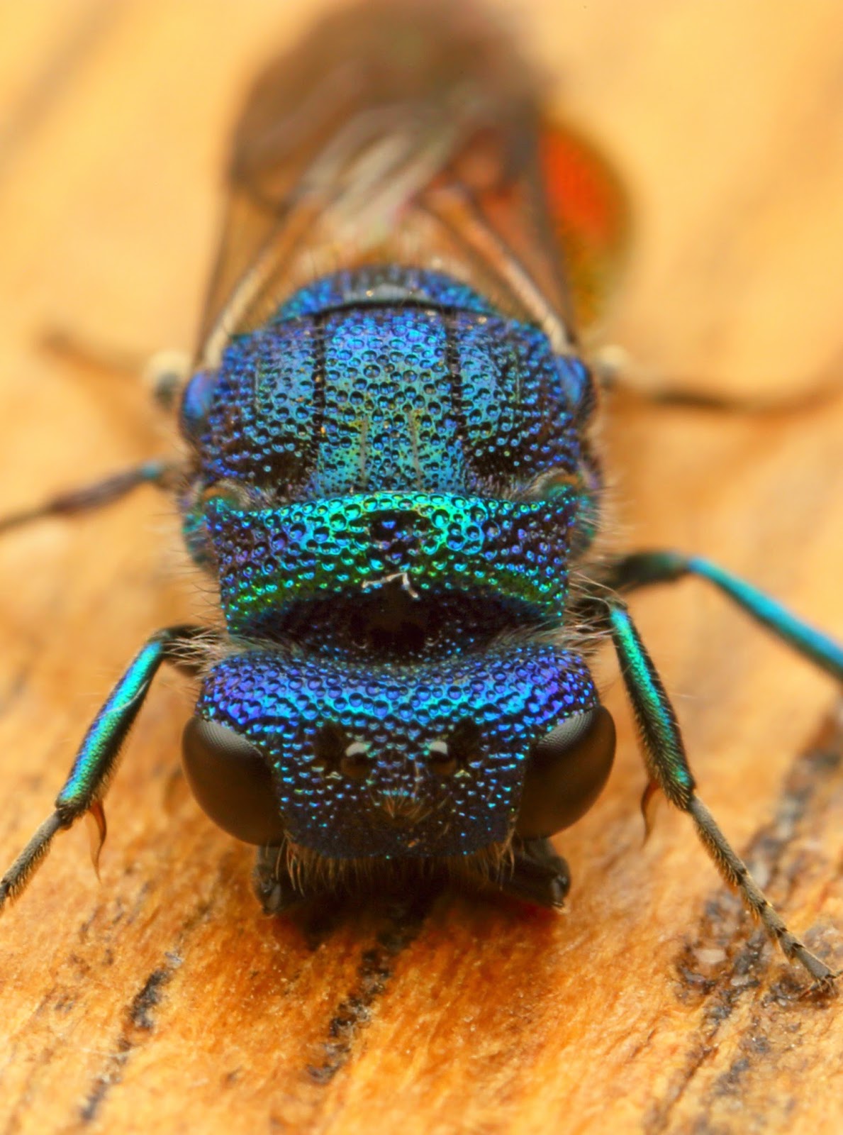 JJ's Photographic nature blog: A jewel of a cuckoo wasp...
