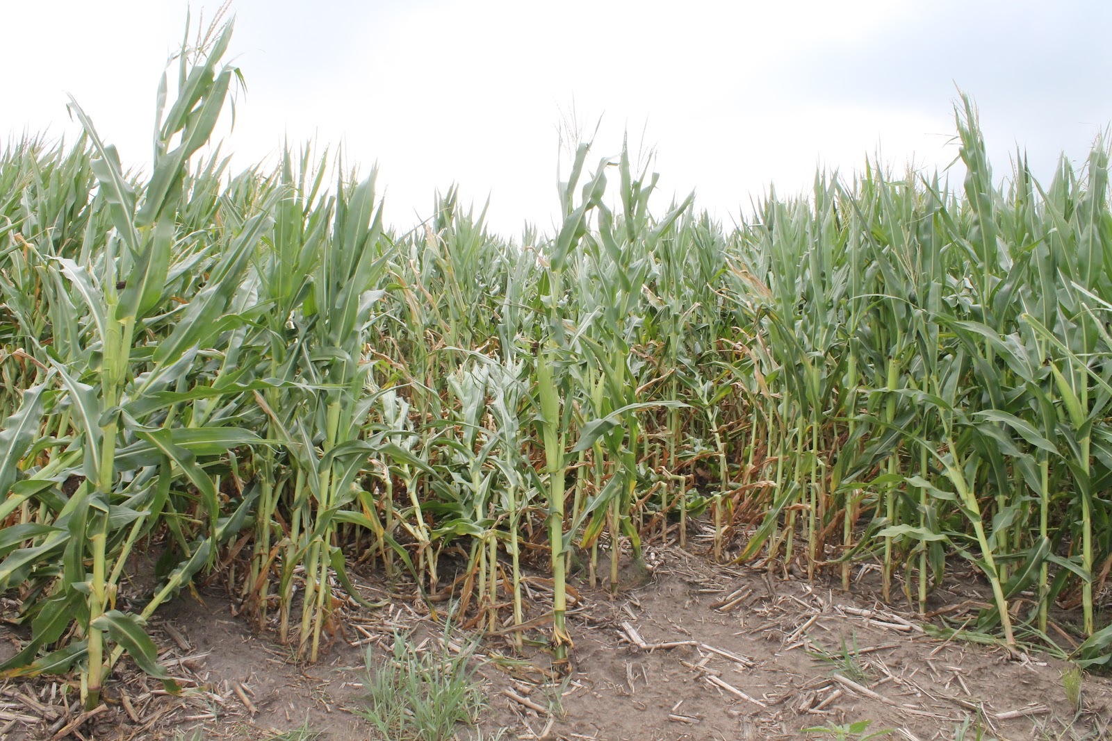 Corn, Beans, Pigs and Kids: Farm Friday