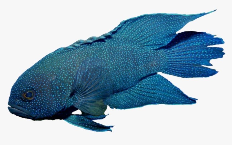 Cara Budidaya dan Klasifikasi Ikan Blue Devil Primadona Air Laut