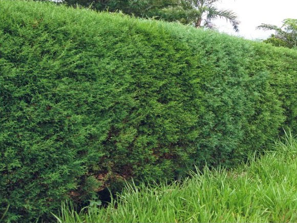 Cipreste Português / Cedro Branco - Cupressus lusitanica