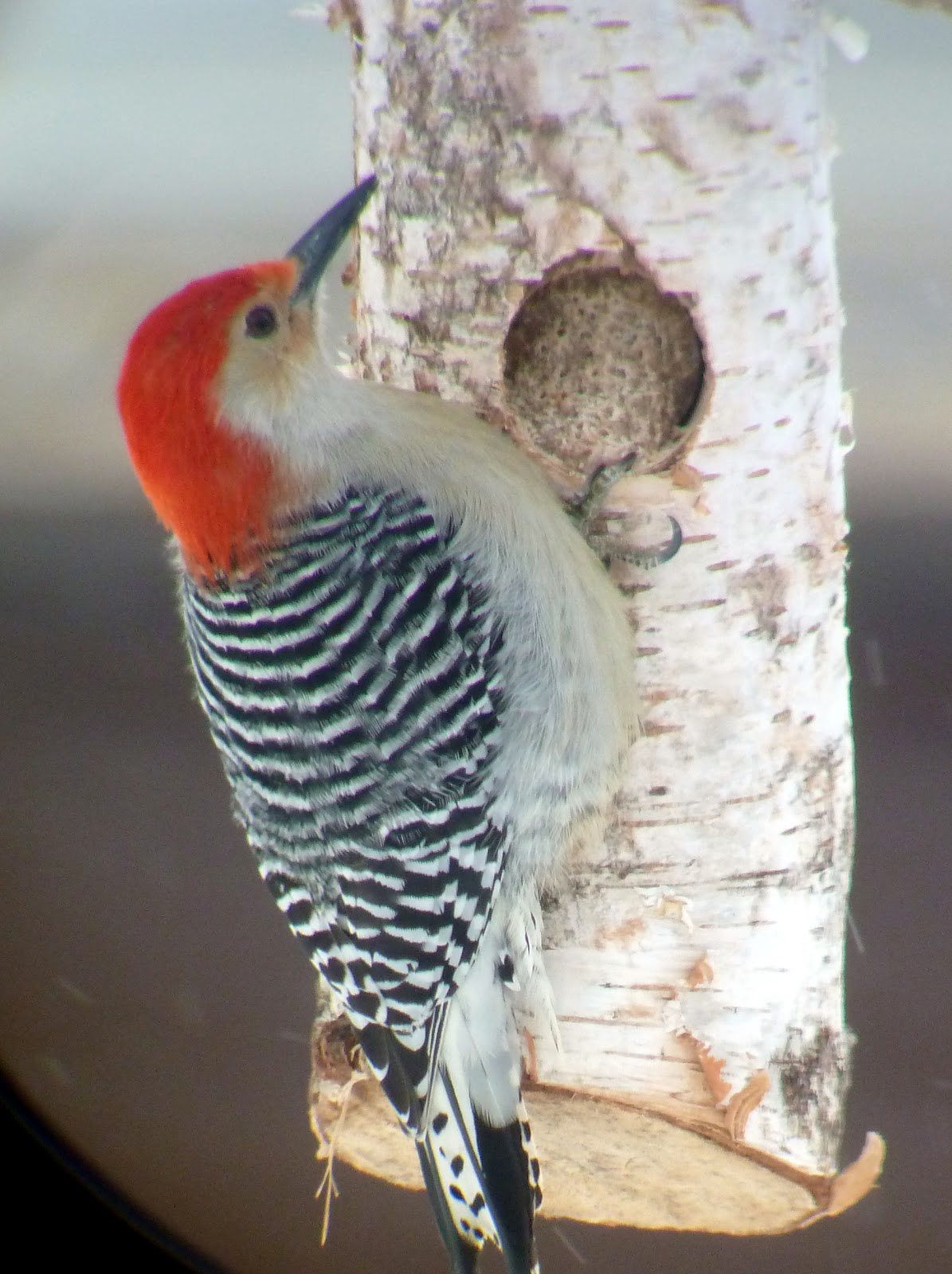 Penelopedia: Nature and Garden in Southern Minnesota: Good Weekend for ...