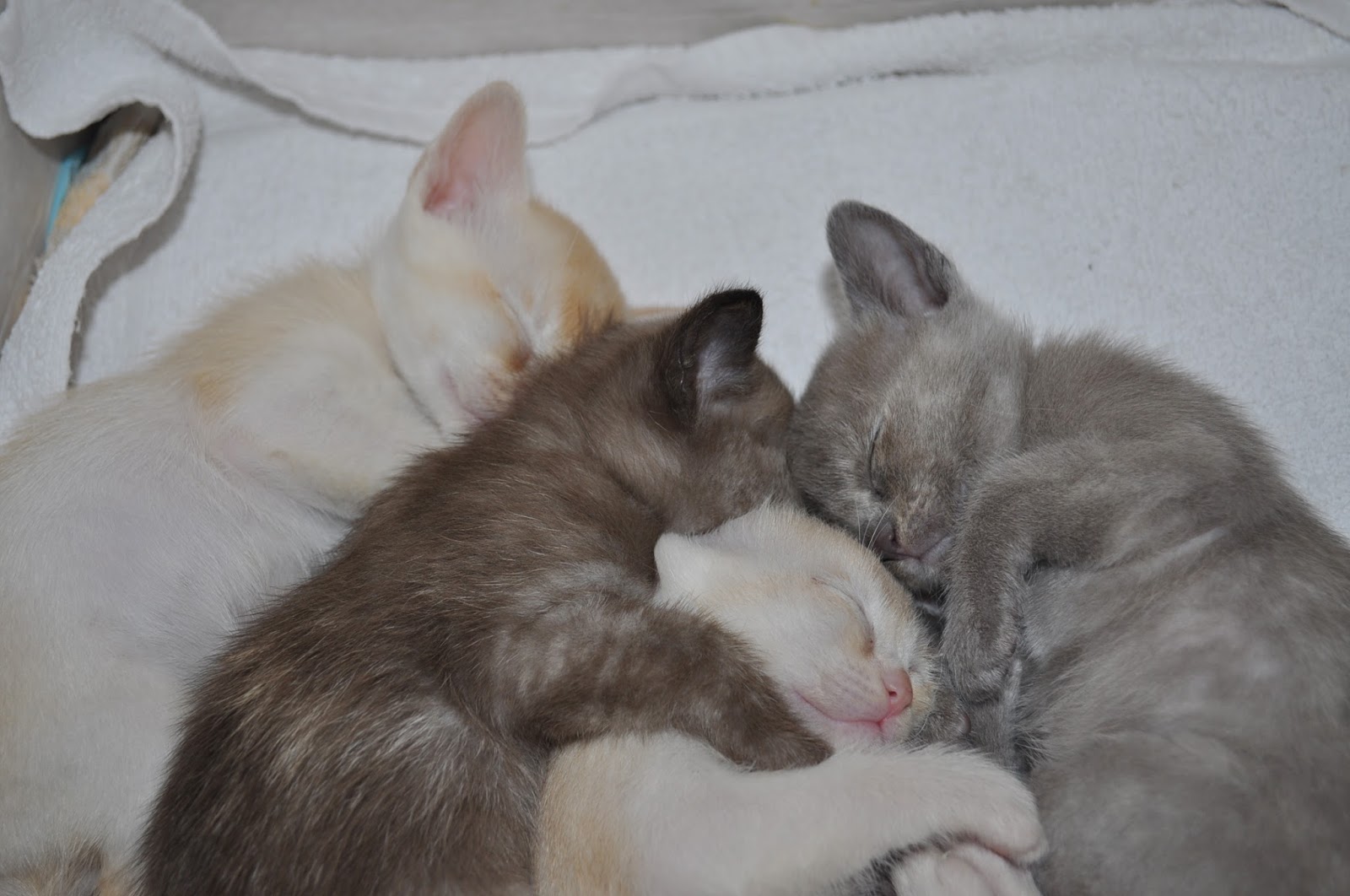 FI*Birginella's: Pennut