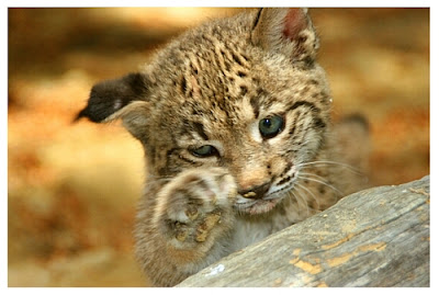 Todo sobre Corea del Sur