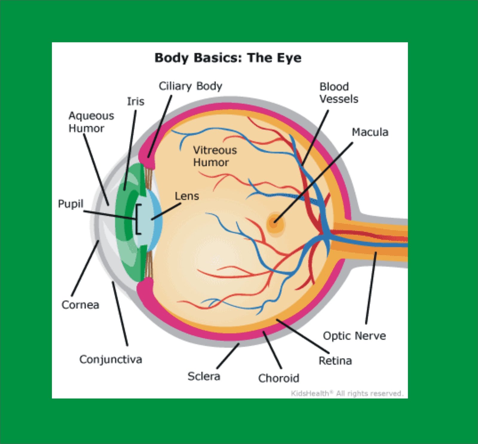 Eyes and The Parts of the Eye .....>