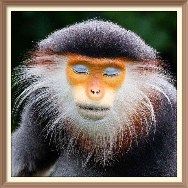 Resim ve Gif Dünyası: SEVİMLİ HAYVAN RESİMLERİ-1-