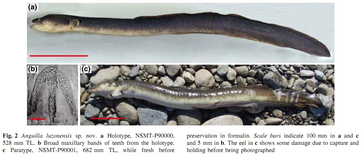 Freshwater Eel Teeth
