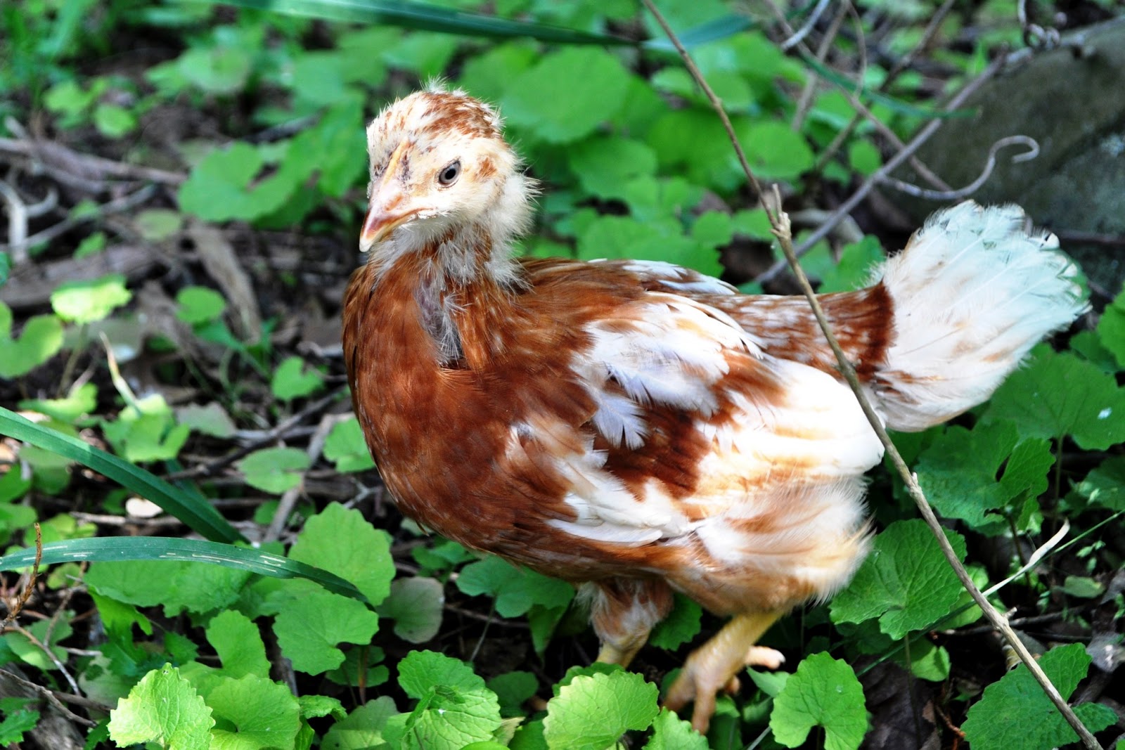 Kids Talk, God Speaks, I Cook: Teenage Chickens