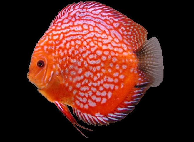 Amazonia (en construcción): El pez disco (Symphysodon)