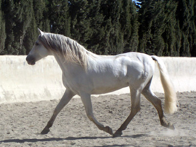 I cavalli: tutta la mia vita: razza: Andaluso