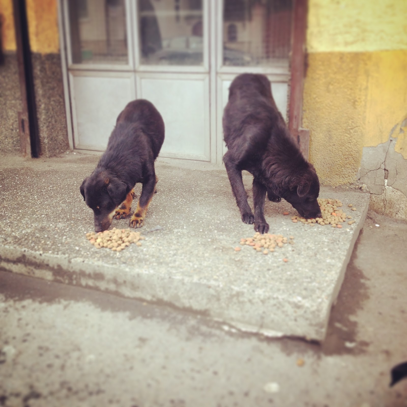 Pound Dogs Toronto Animal Services - dog adoption - animal shelter