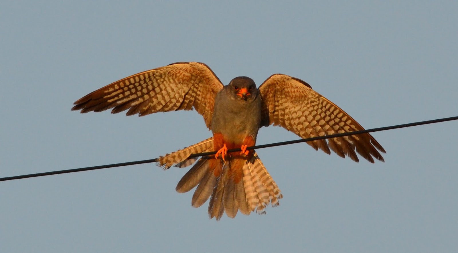 The Early Birder: Red-footed Falcon