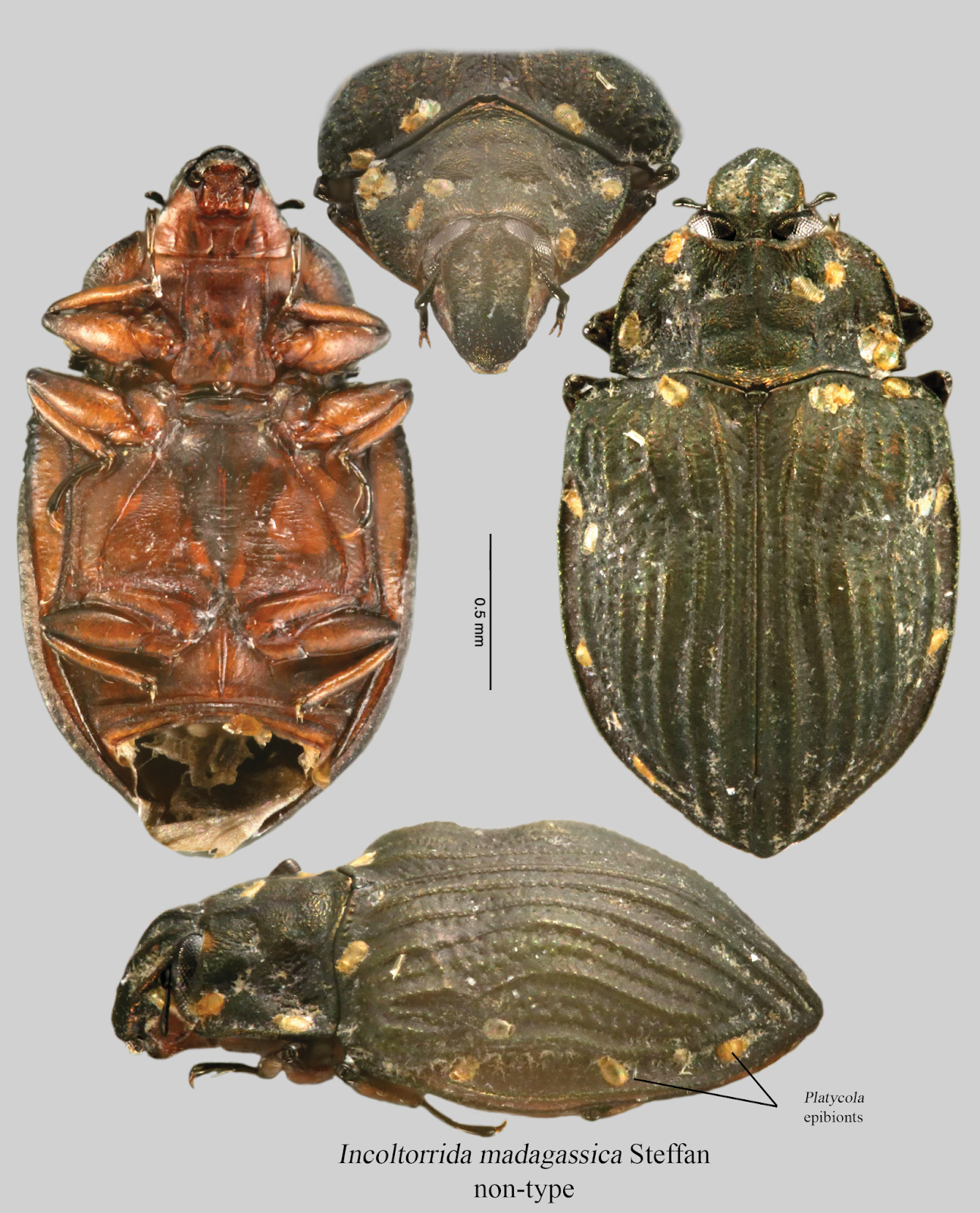 Sciency Thoughts: Incoltorrida spp. & Hydroscapha andringitra: Seven ...