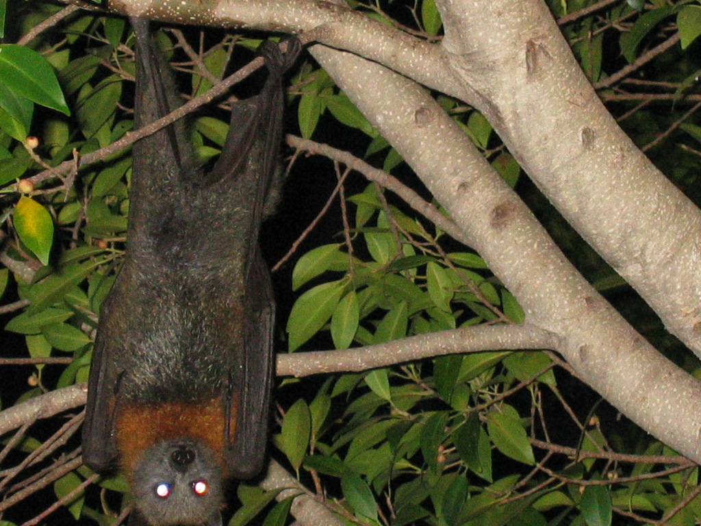 Yarasa Ve Yarasalar Hakkında Bilgi ~ haysev