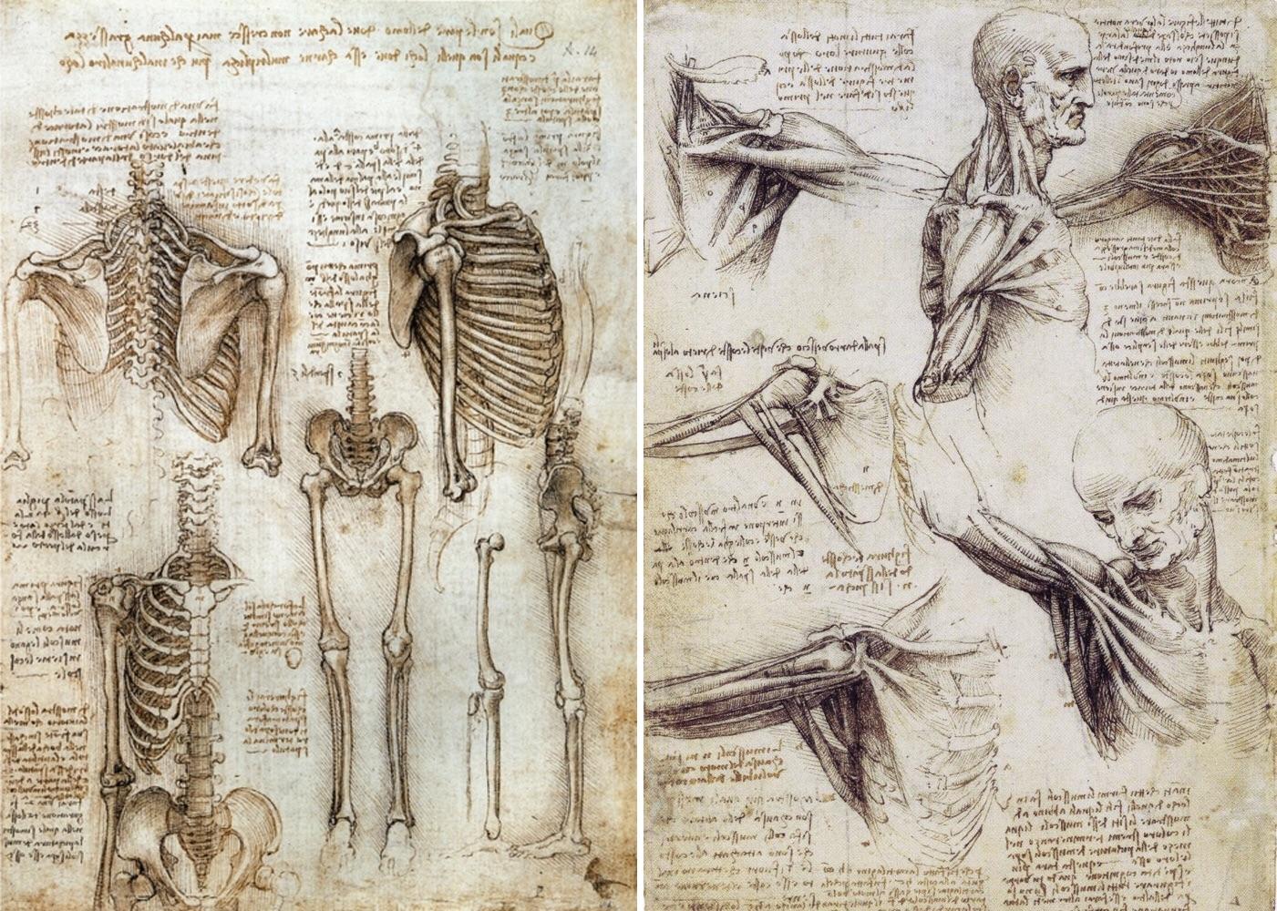 The Impact Of Leonardo Da Vinci On Renaissance Medicine the-impact-of-leonardo-da-vinci-on-renaissance-medicine