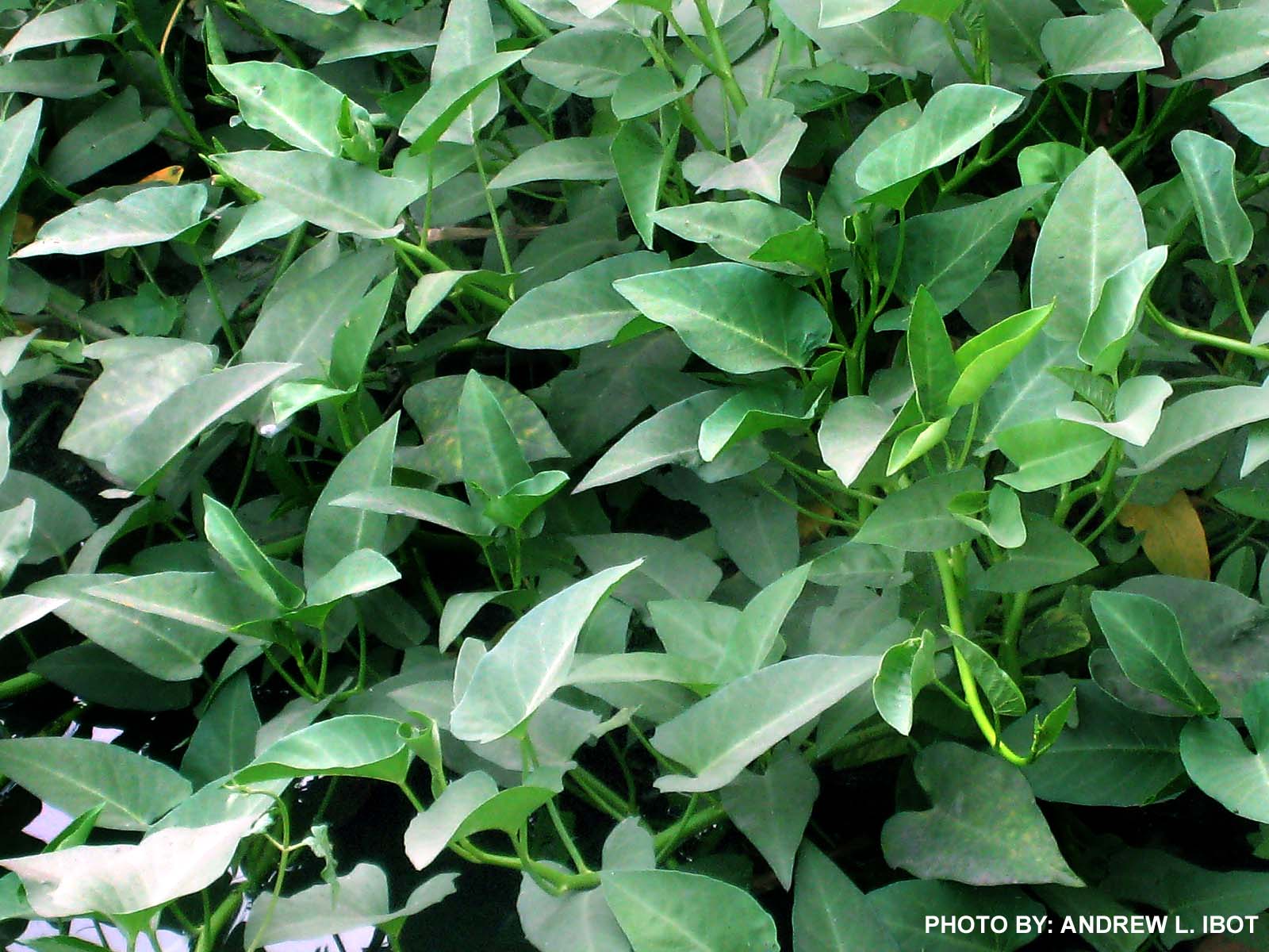 Ako si ANDREW IBOT!: Kangkong - Halamang Gamot / Herbal Medicine