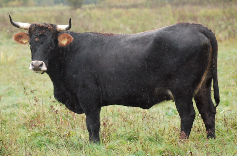 The Breeding-back Blog: Old or removed Taurus cattle born in the Lippeaue