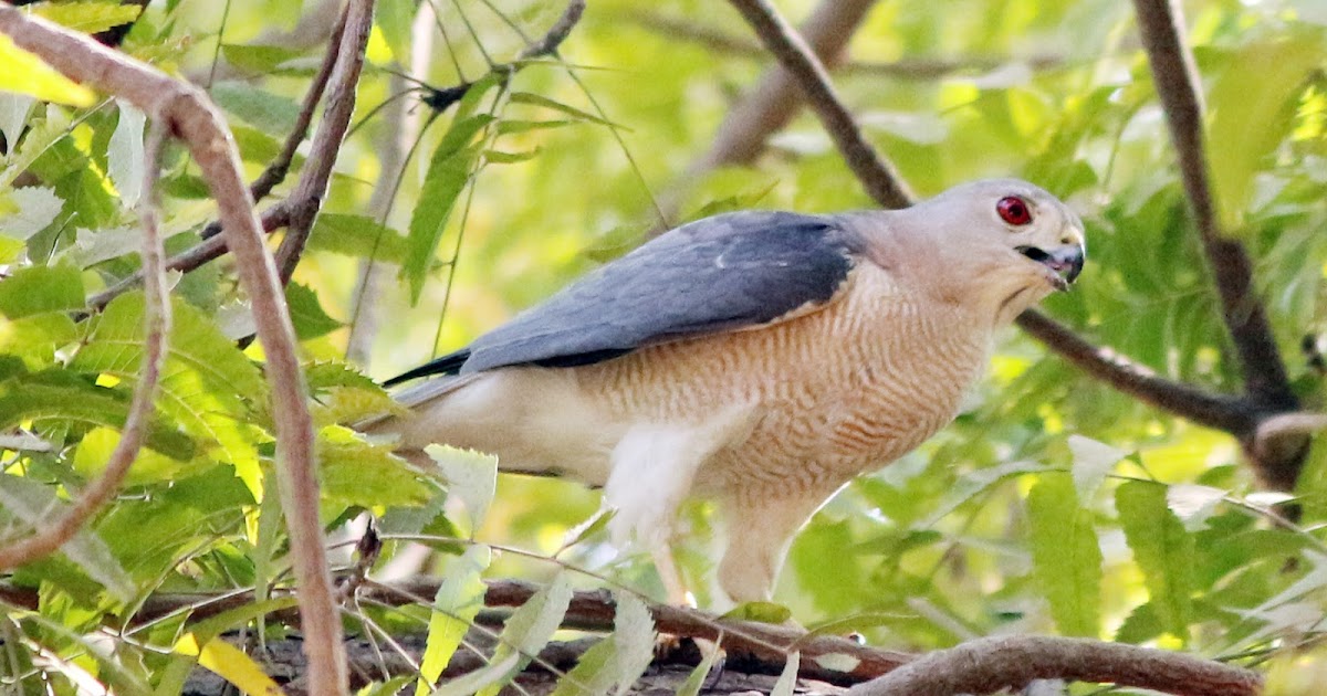 सांगोल्यातील पक्षी (Birds ऑफ Sangola)