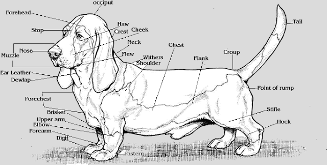 Rocketdog Bassets: Types of Basset Hounds