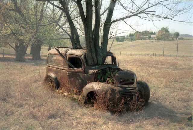 22 Amazing Photographs of Trees Growing Through Classic Cars ~ Vintage ...