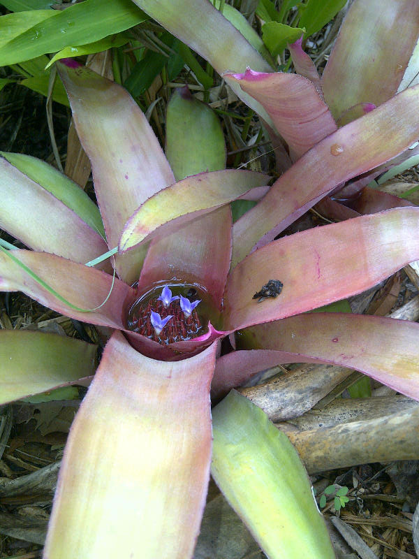 The Rainforest Garden: The Healing Process