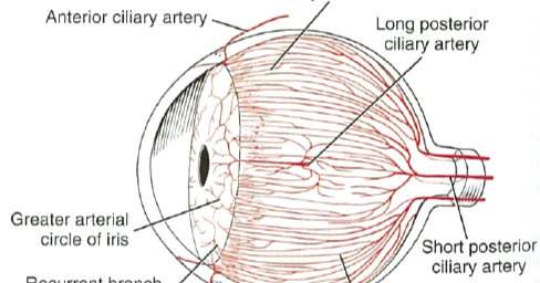 Eye Opener: Anatomy - Blood supply to the eye