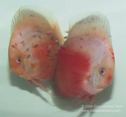 Discus: Discus Fish Breeding Pair Gwynnbrook Farm