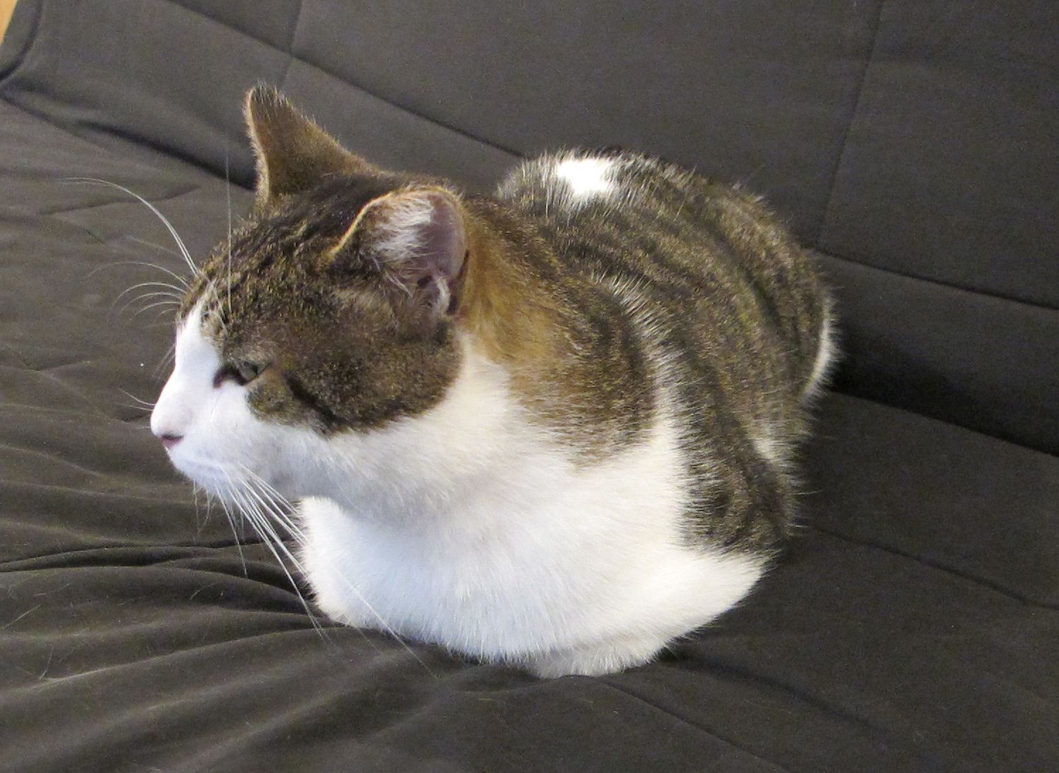 du Jour: French Feline Affliction