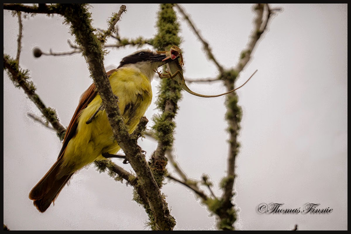 Thomas Finnie Photography