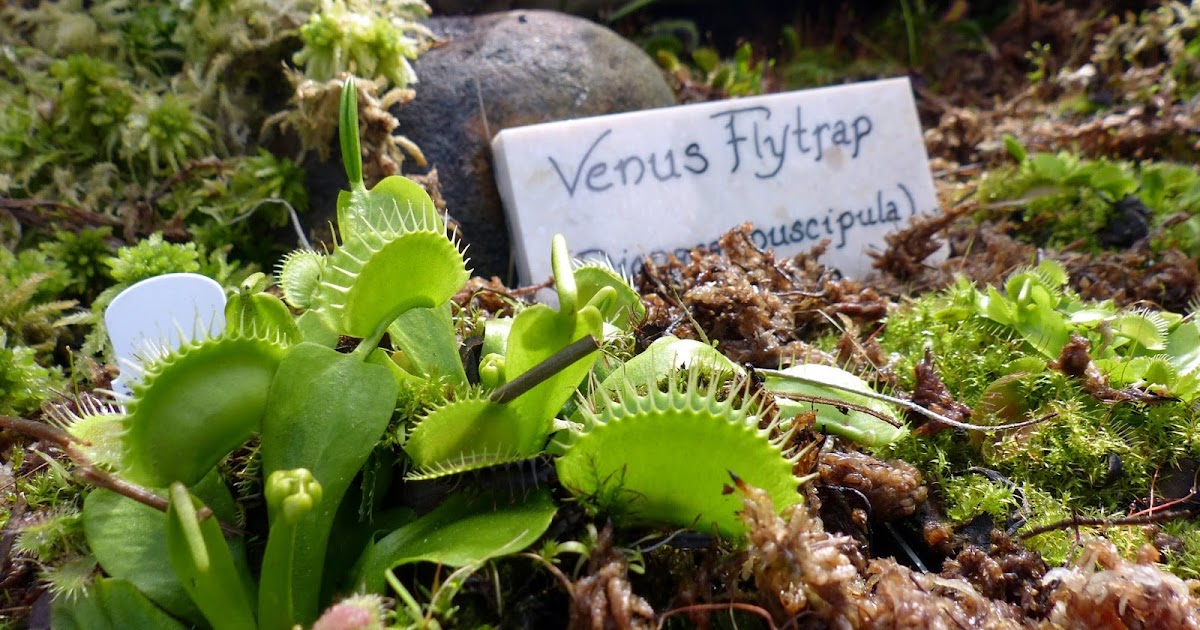 Tropical Rainforest Venus Fly Trap