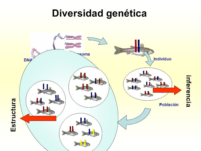 Flujo genético como factor de cambio en las poblaciones