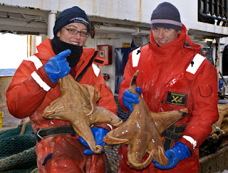 The Echinoblog: Antarctic Echinoderms:Canary in a Coal Mine for Ocean ...