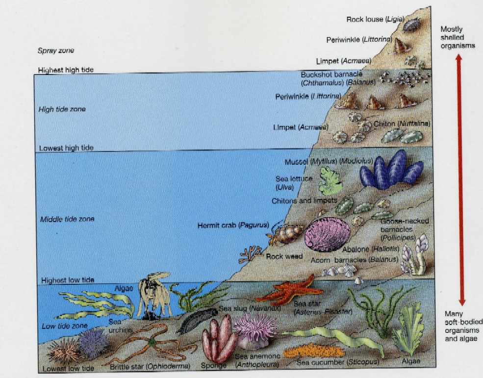 marine science debron moore: 9 major animal phyla