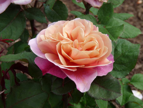 Juniper Hill: Dig In- Tips from Nettie at Uncanoonuc