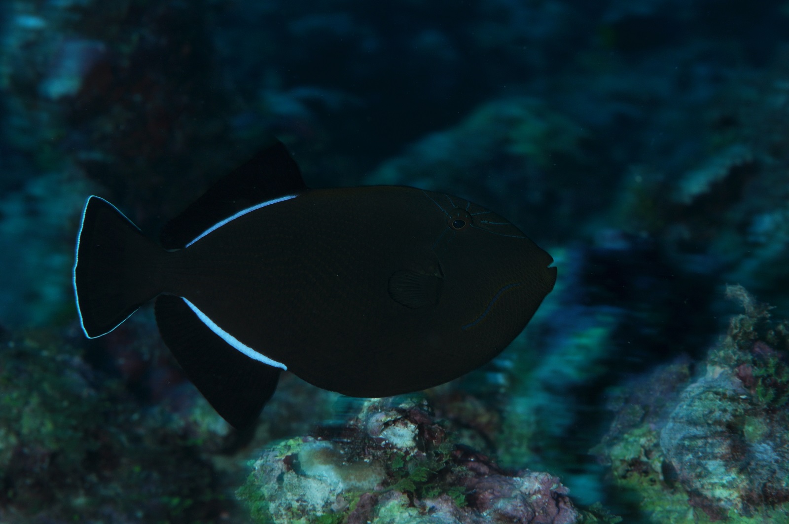 Real Monstrosities: Triggerfish