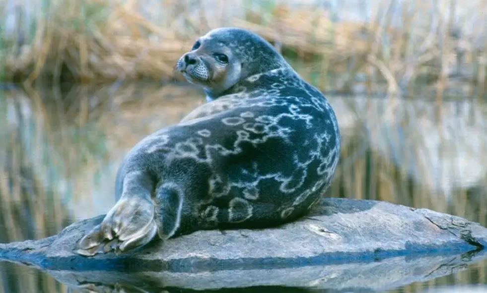 Sos! Foche a rischio estinzione!
