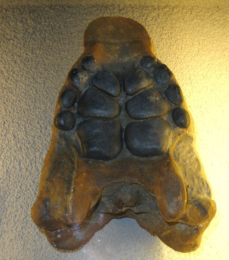 Prehistoric Beast of the Week: 2019