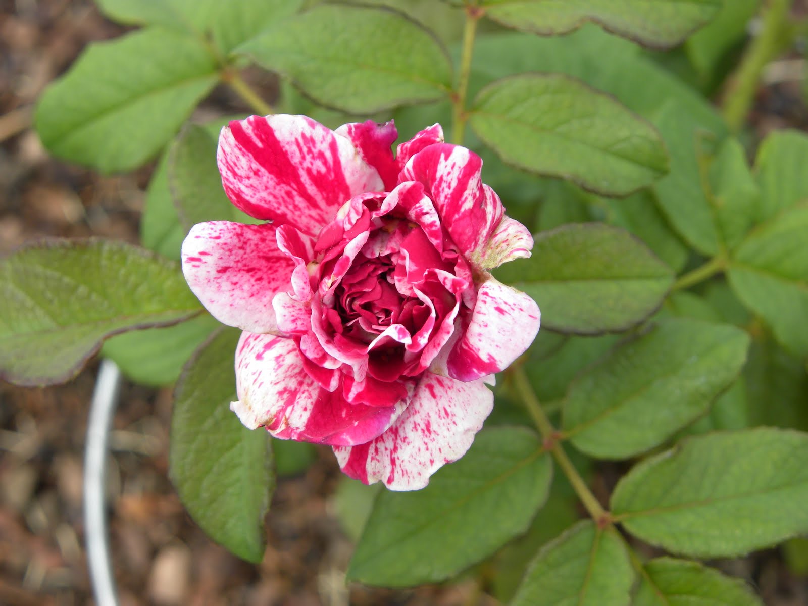 Red Dirt Roses: Stripes for the 4th of July!