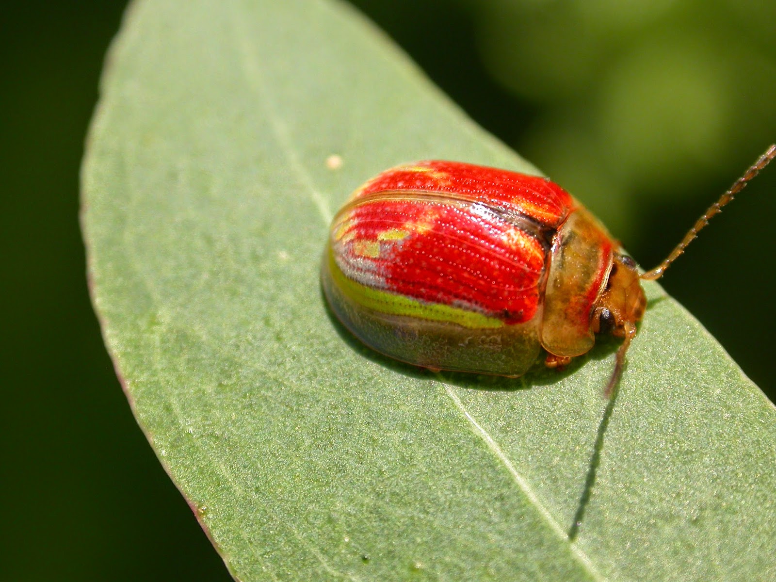 Farmland ecology: Beetle Threat to Horticultural Eucalyptus