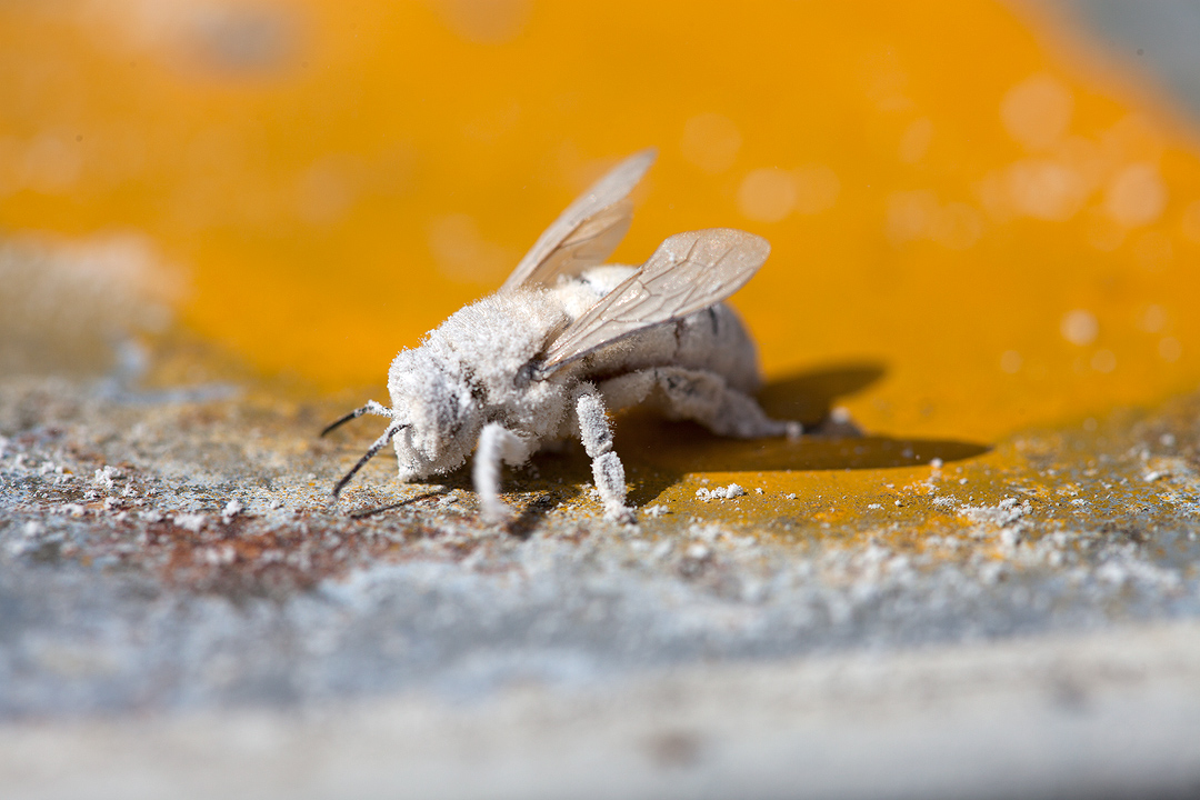 Alex Brown Photography Blog: Ghost Bees