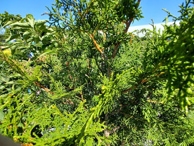 Future Plants by Randy Stewart: Thuja - Arborvitaes