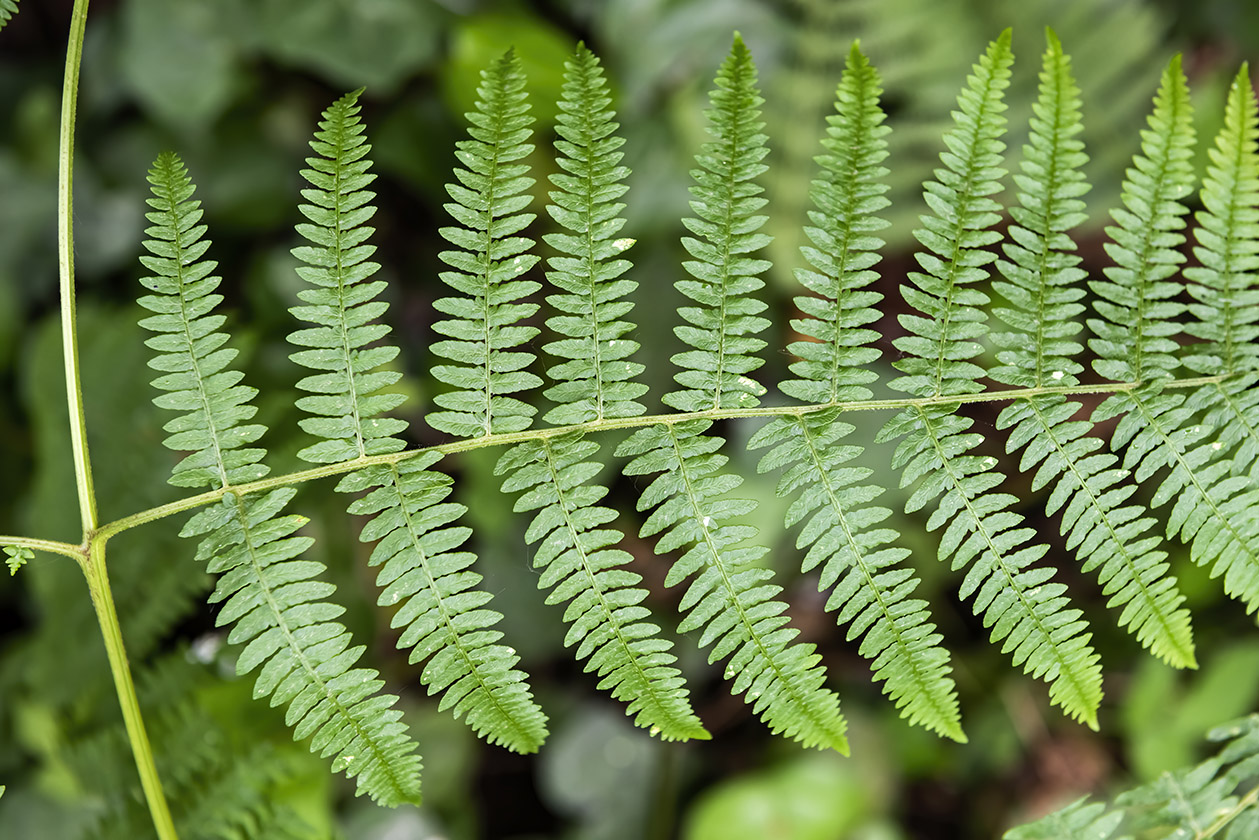 Flores y Paisajes de Asturias : Pteridium aquilinum