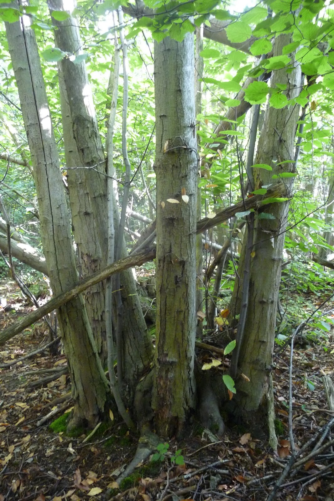 Sixty Acre Wood Chessington