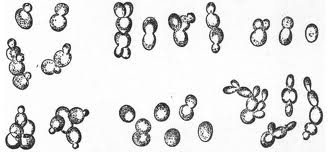 Sains Bersama Cikgu Munirah: Pengenalan Bab 4