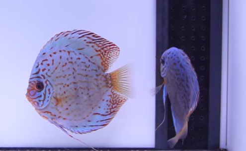 100 Discus Classification according to color and line | king fish