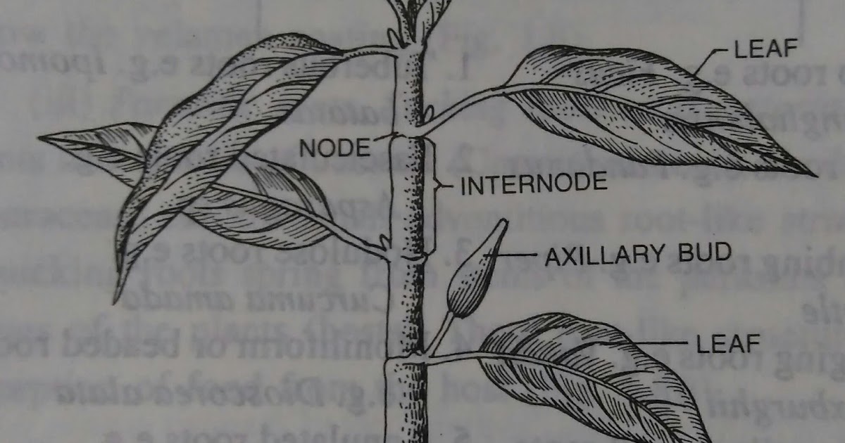 Stem: Definition, characteristics, forms and surface of stems- digieduco