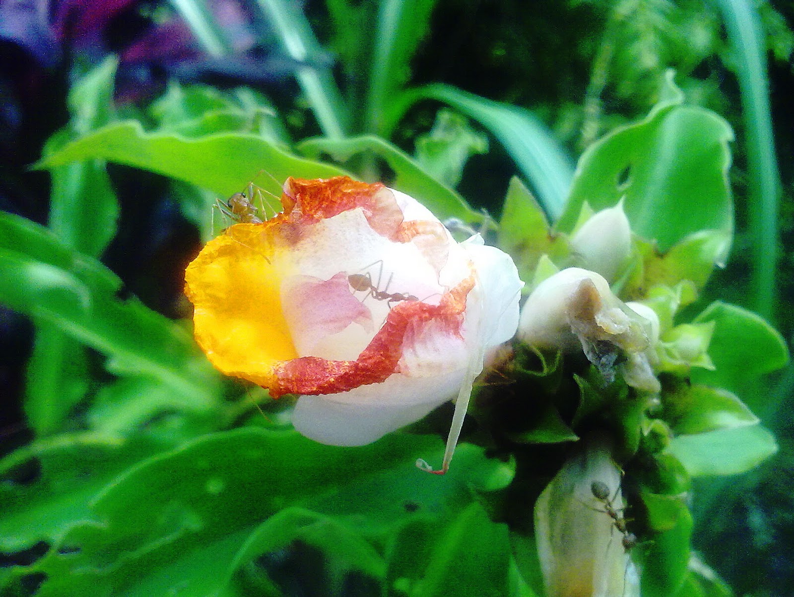 Kecantikan & Keunikan Bunga Desa - Relaks Minda