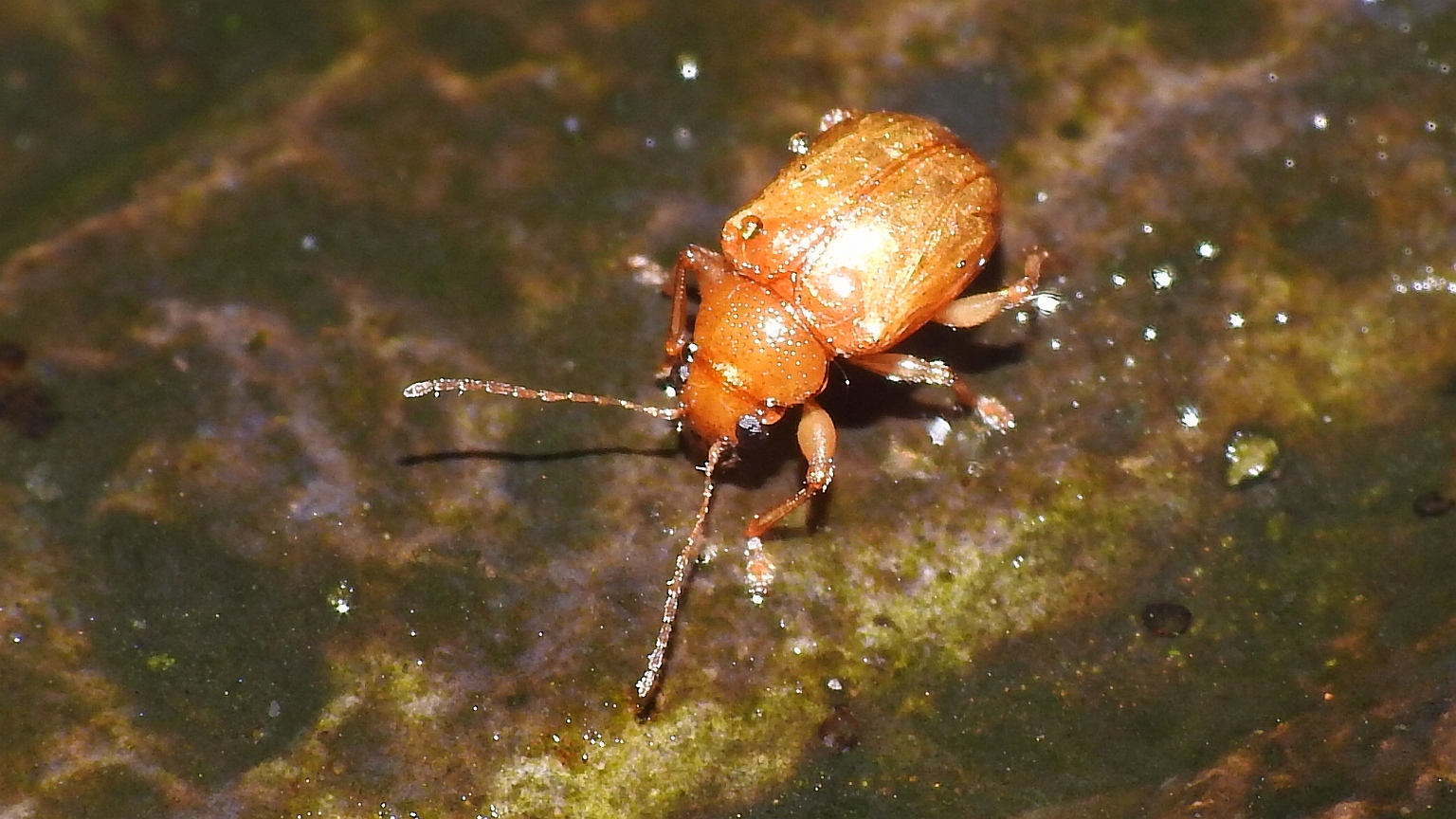 台灣-鳥類與昆蟲-自然觀察記錄: 褐金卵猿金花蟲 Colaspoides persicariae